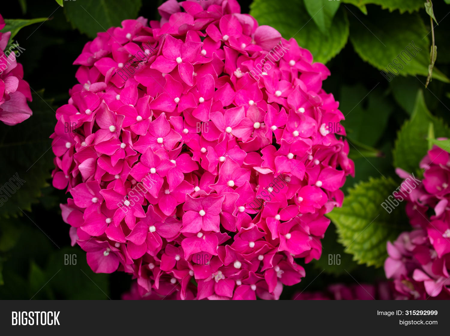 Hydrangea Blossom On Image & Photo (Free Trial) | Bigstock
