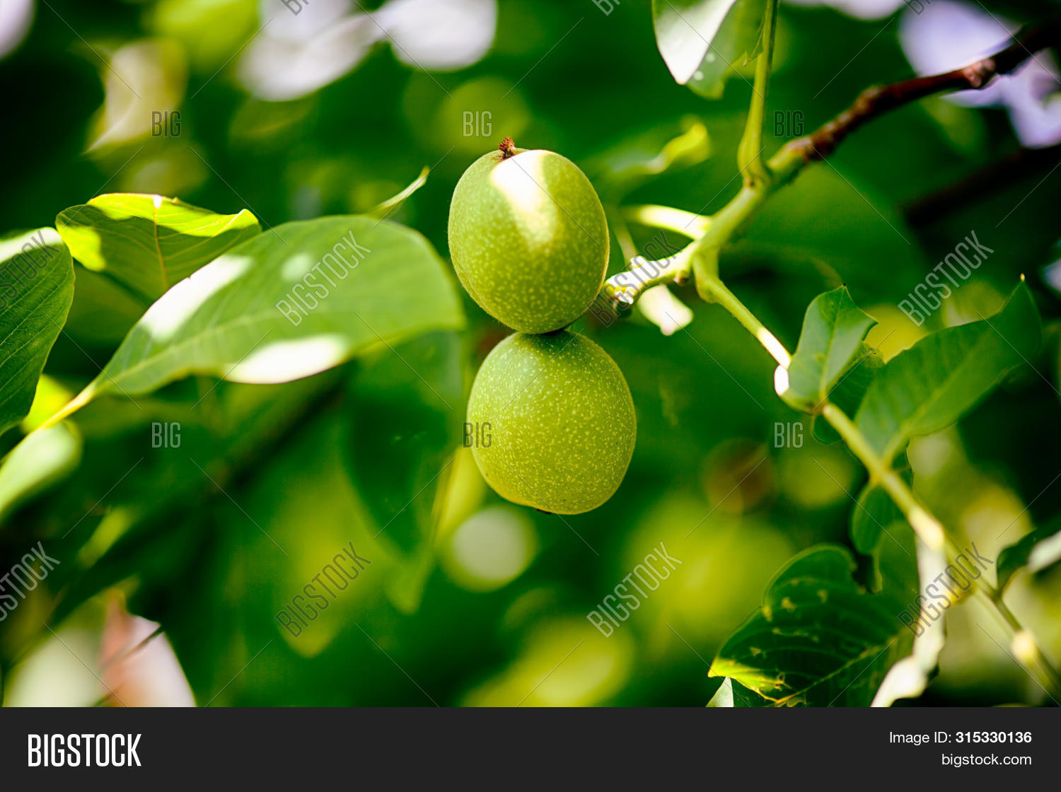 Two Young Walnuts Image & Photo (Free Trial) | Bigstock