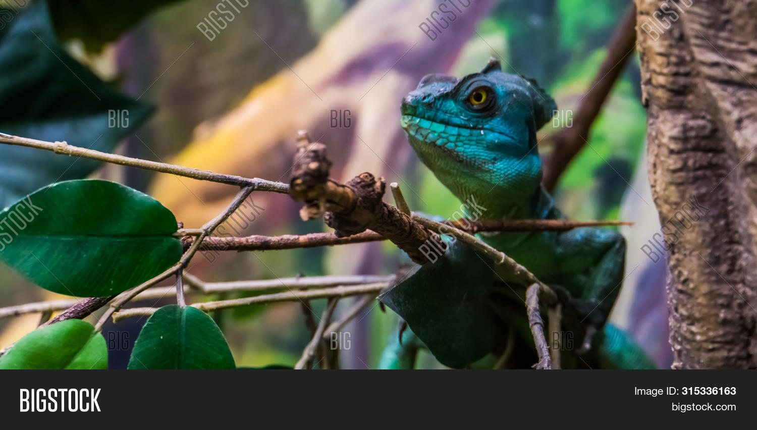 Green Plumed Basilisk Image & Photo (Free Trial) | Bigstock