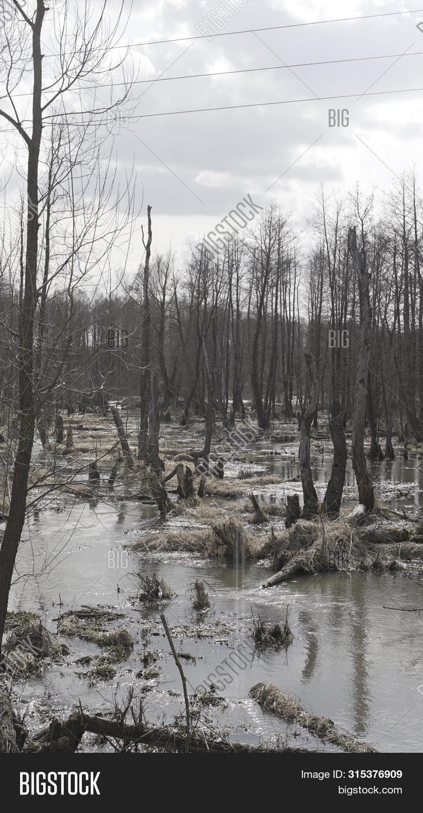 Old Dry Trees Swamp. Image & Photo (Free Trial) | Bigstock