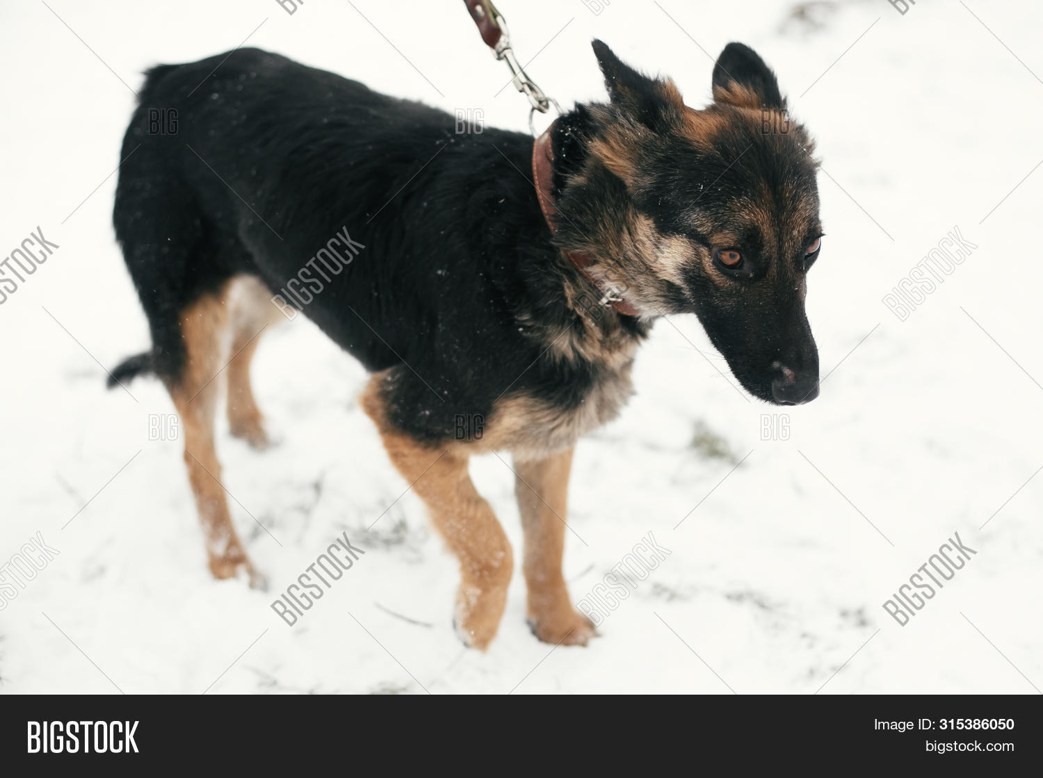Cute Scared Puppy Sad Image & Photo (Free Trial) | Bigstock