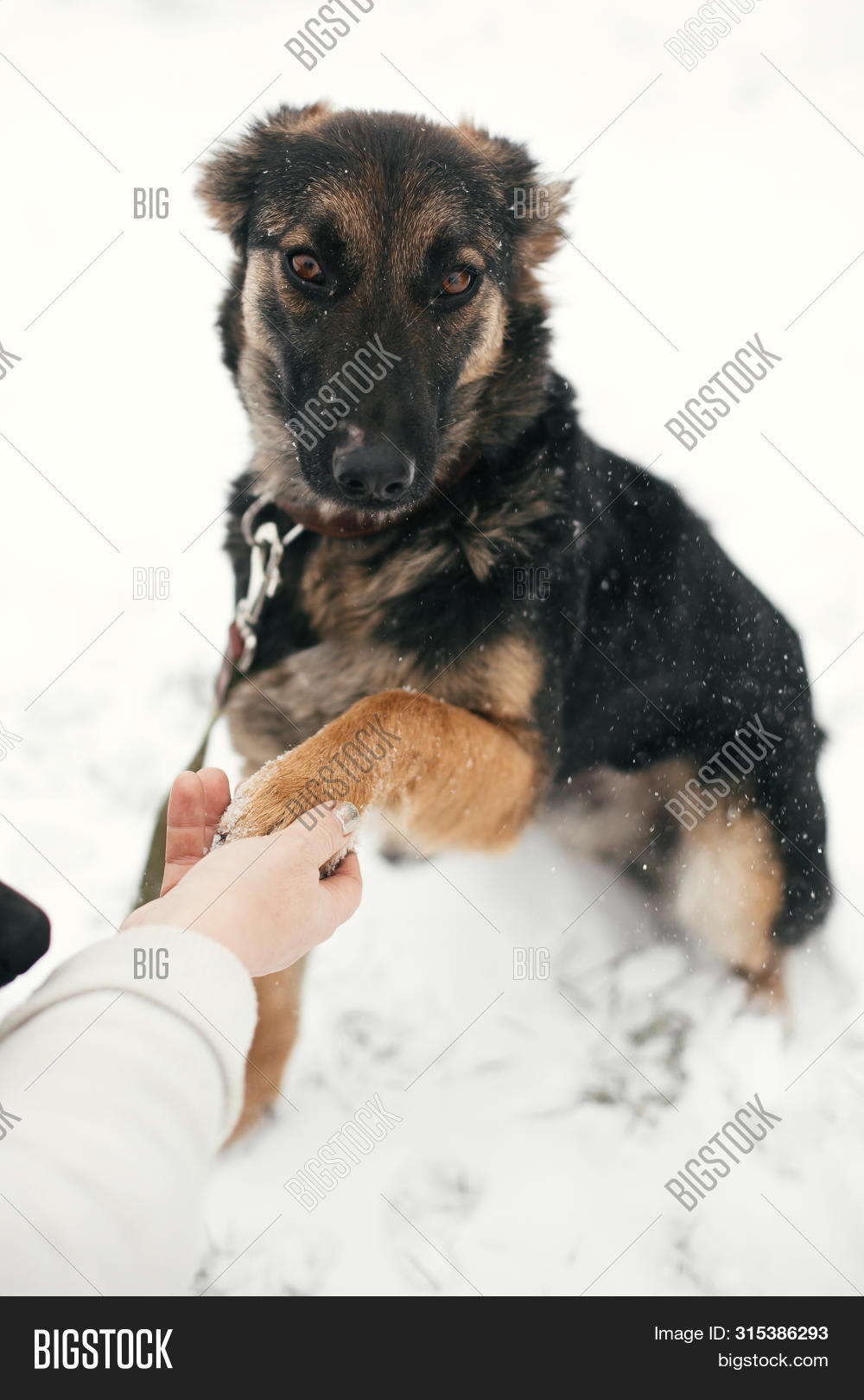 Scared German Shepherd