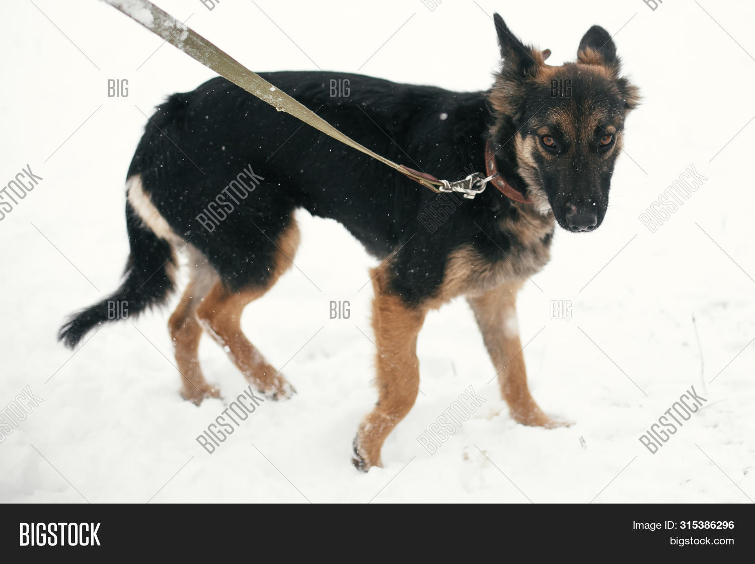 Scared German Shepherd Puppy