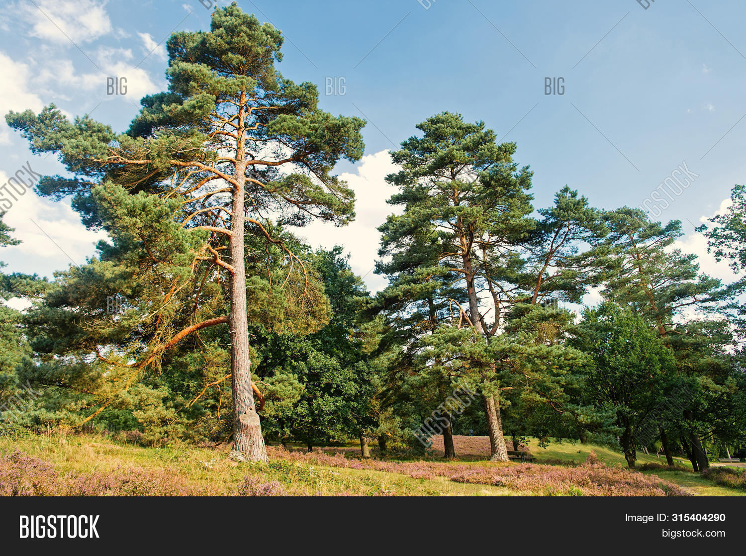 Forest High Pine Trees Image & Photo (Free Trial) | Bigstock