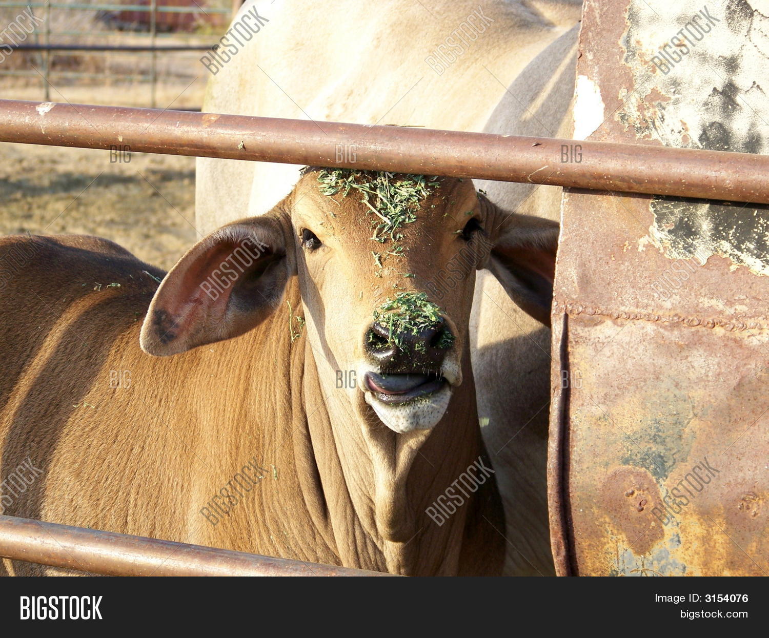 Baby Brahma Bull Image & Photo (Free Trial) | Bigstock