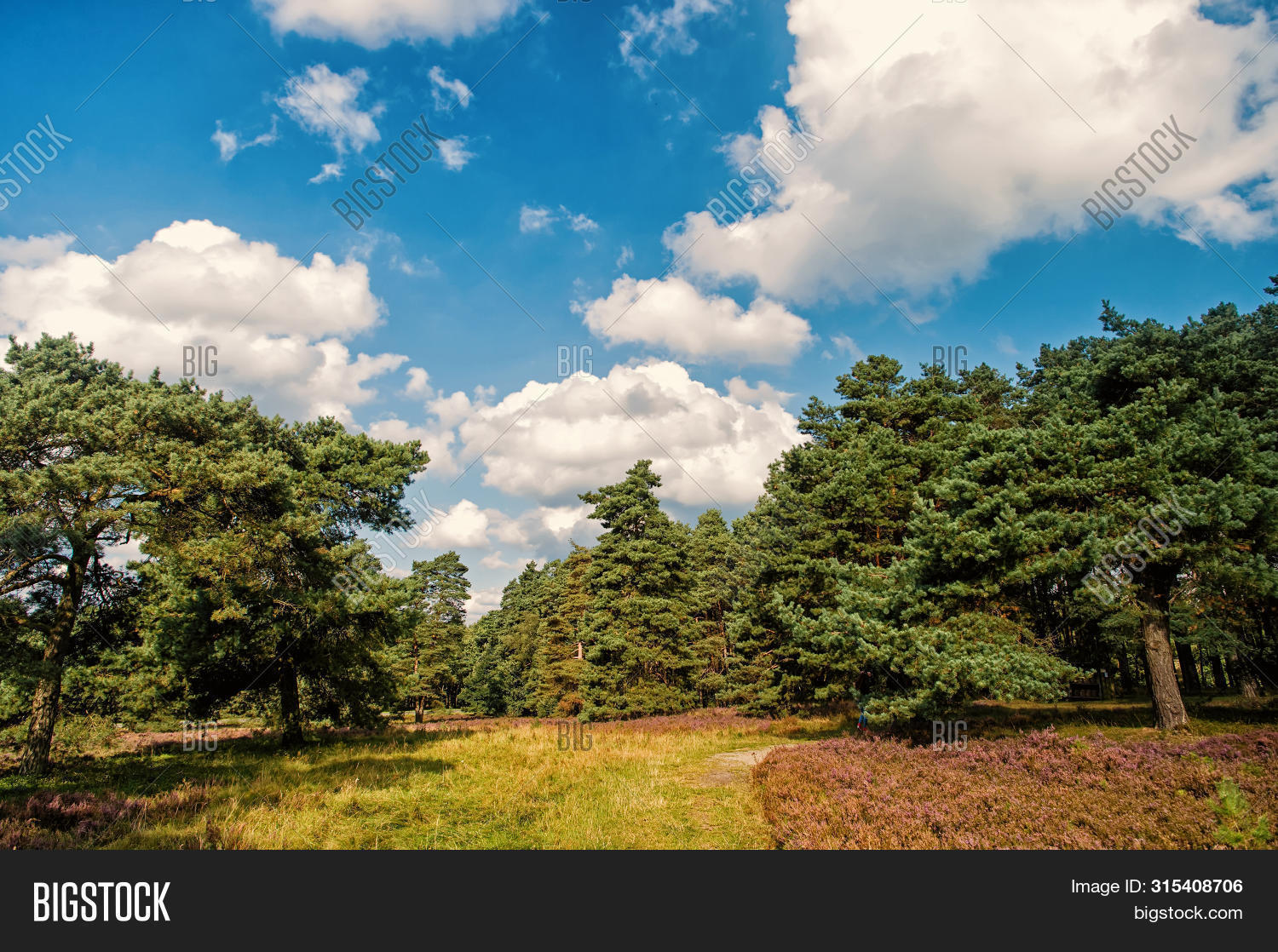 Why Meadow 图片和照片（免费试用） | Bigstock