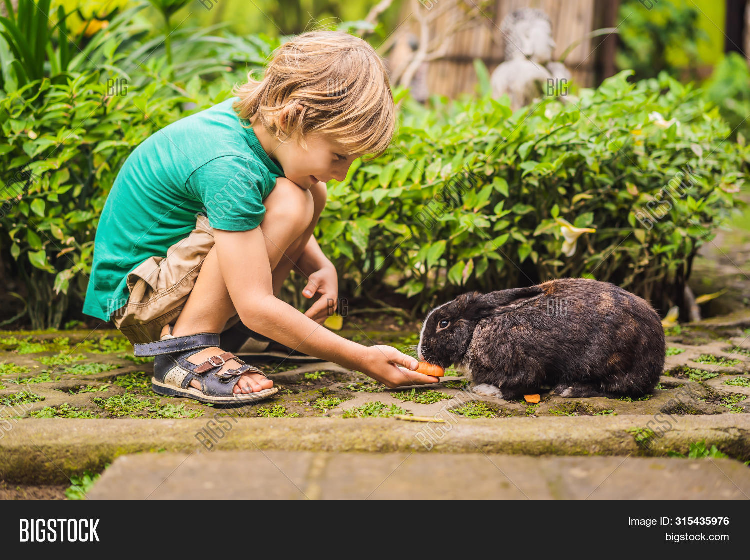 Boy Feeds Rabbit. Image & Photo (Free Trial) | Bigstock