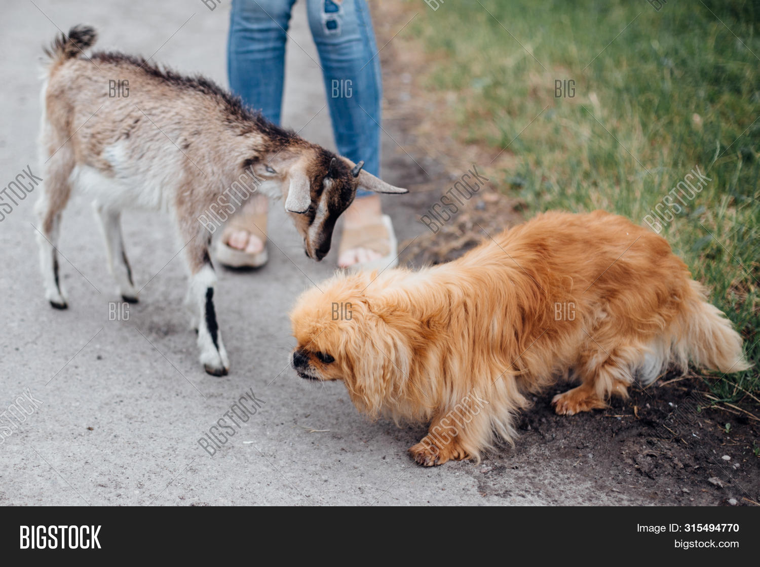 Cute Little Goat Image & Photo (Free Trial) | Bigstock