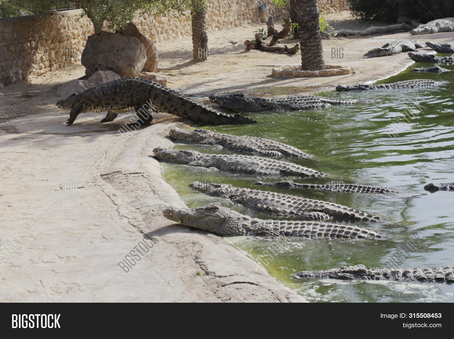 Crocodiles Bask Sun. Image & Photo (Free Trial) | Bigstock