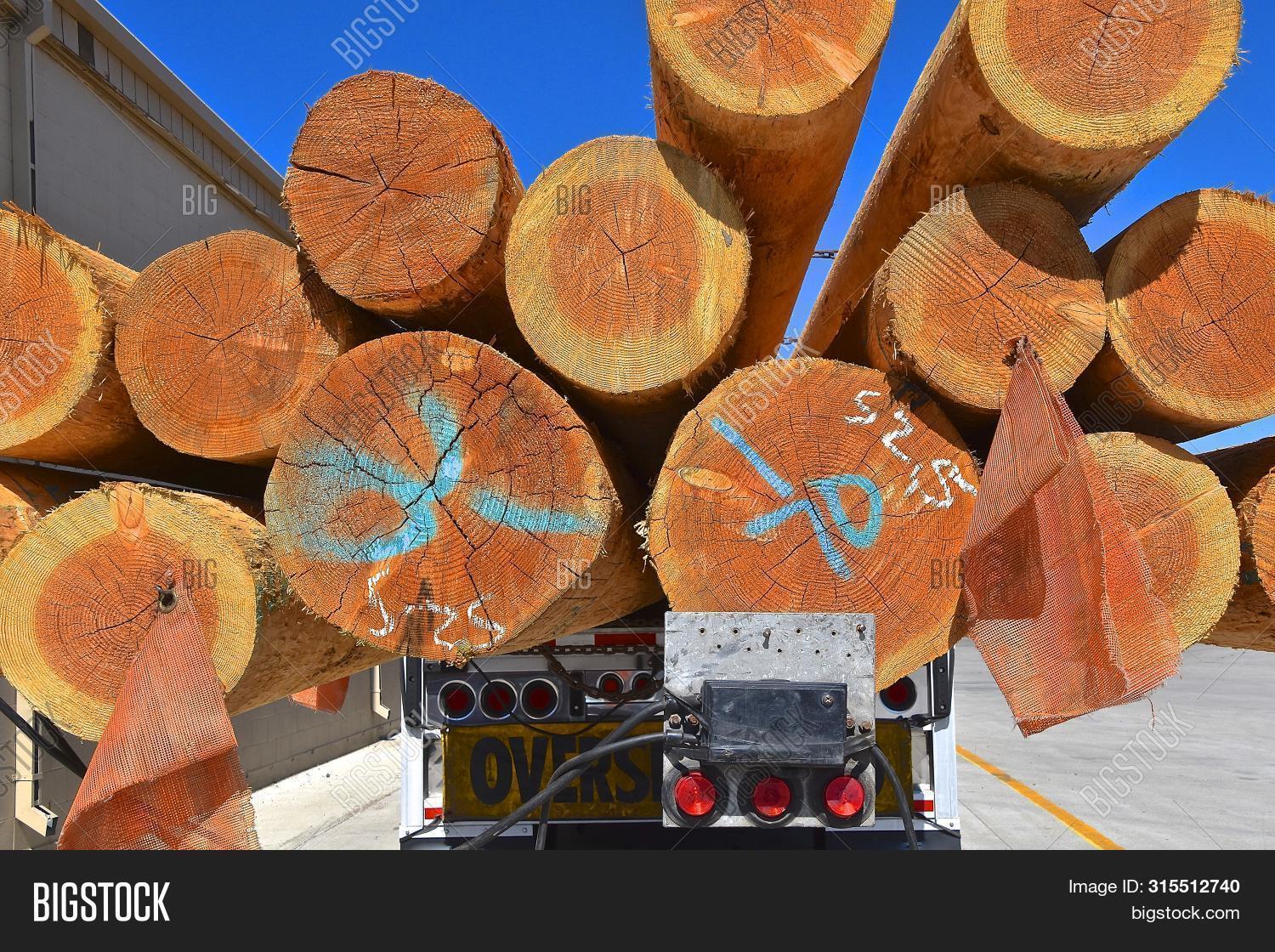 Ends Huge Fir Logs( Image & Photo (Free Trial) | Bigstock