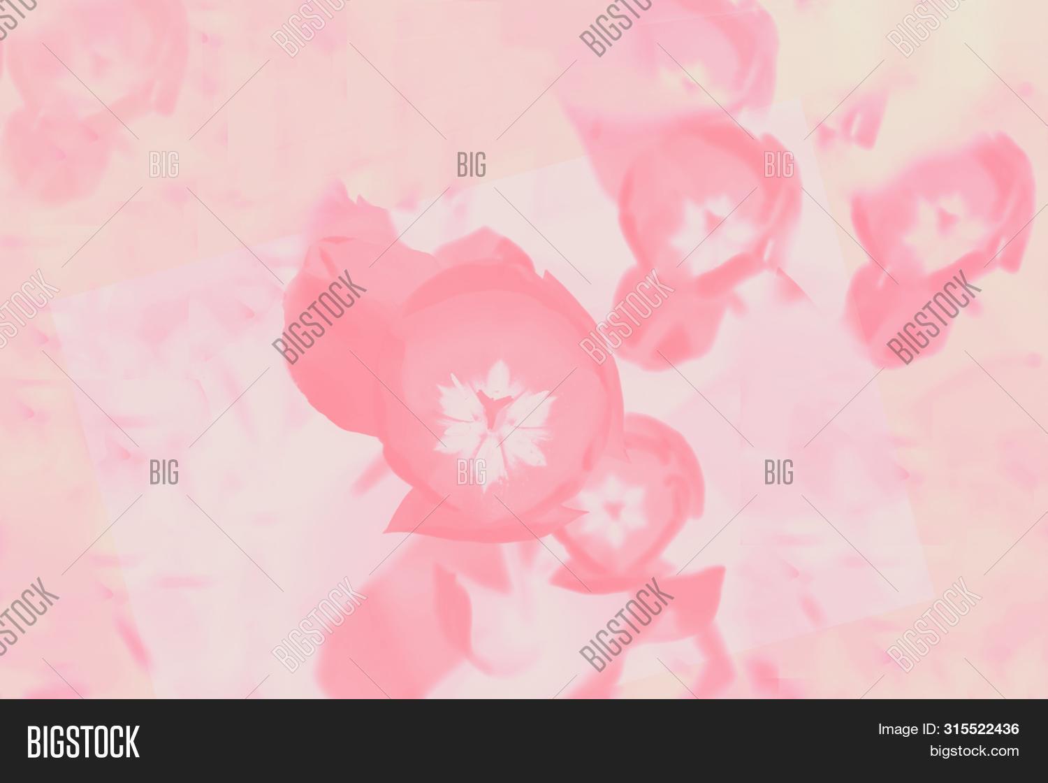 Light Coral Color Image & Photo (Free Trial) | Bigstock