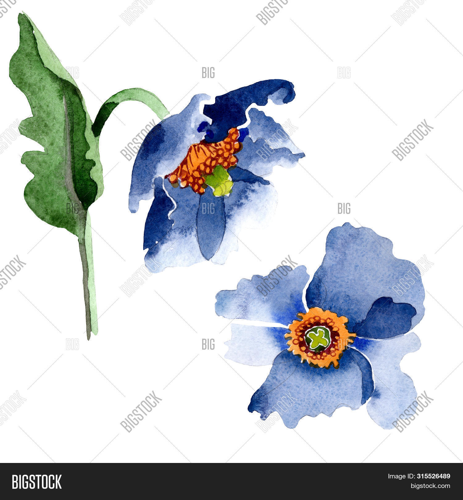 Blue Poppy Floral Image & Photo (Free Trial) | Bigstock