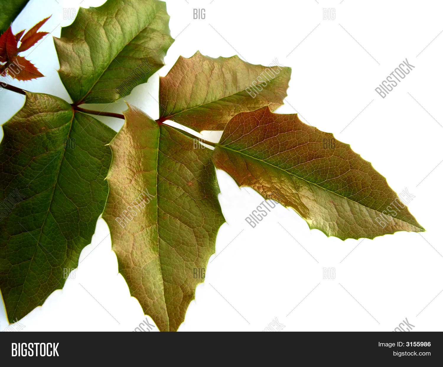 Leaf_Bush Image & Photo (Free Trial) | Bigstock