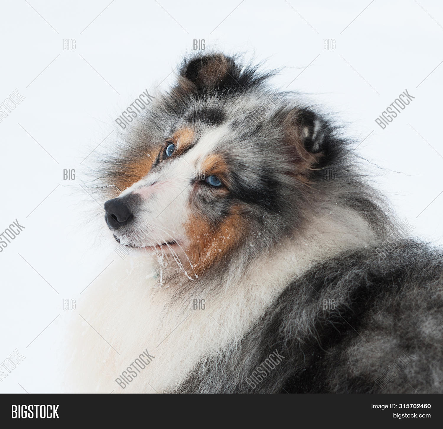 Young Funny Sheltie Image & Photo (Free Trial) | Bigstock