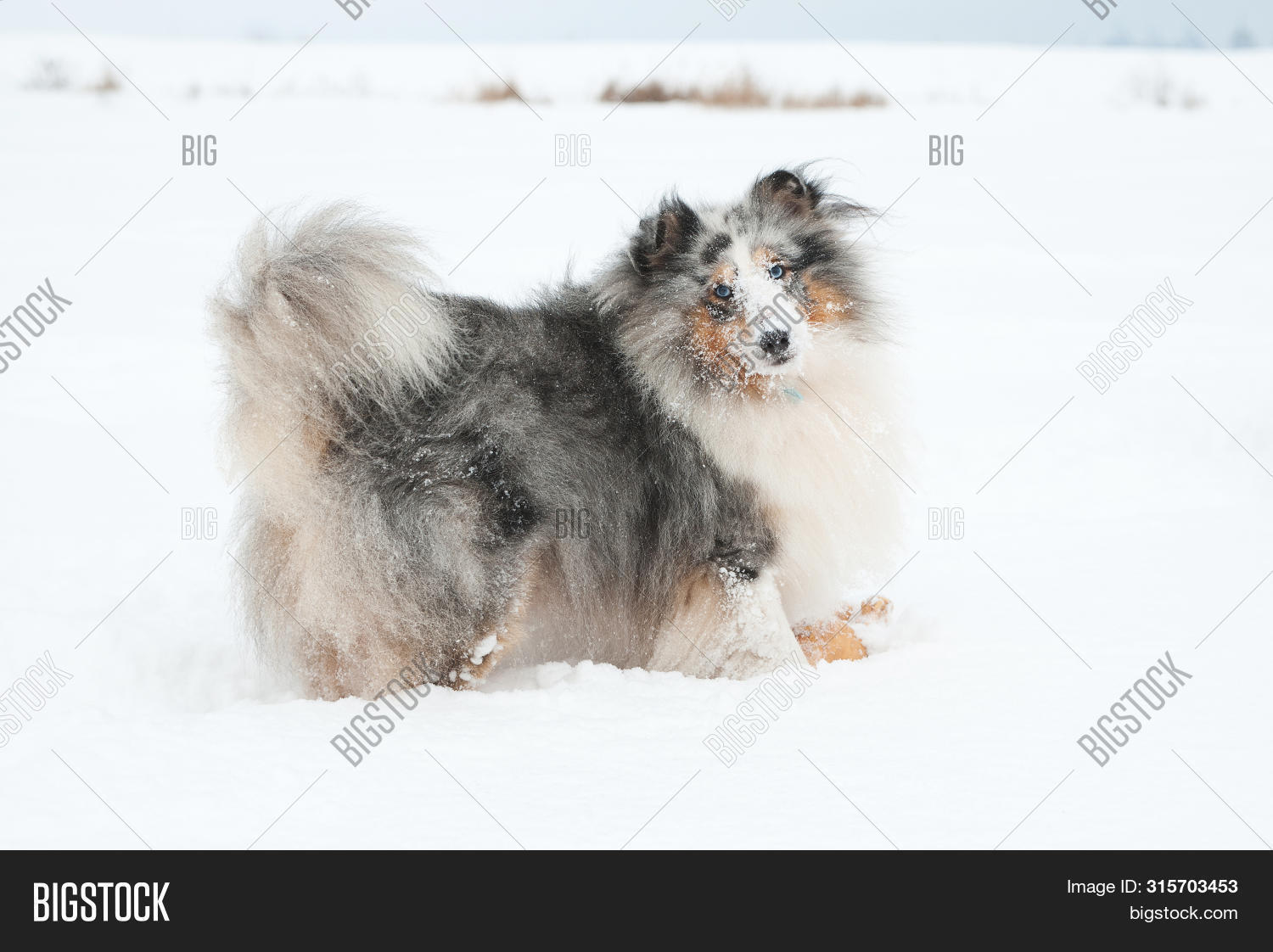 Young Funny Sheltie Image & Photo (Free Trial) | Bigstock