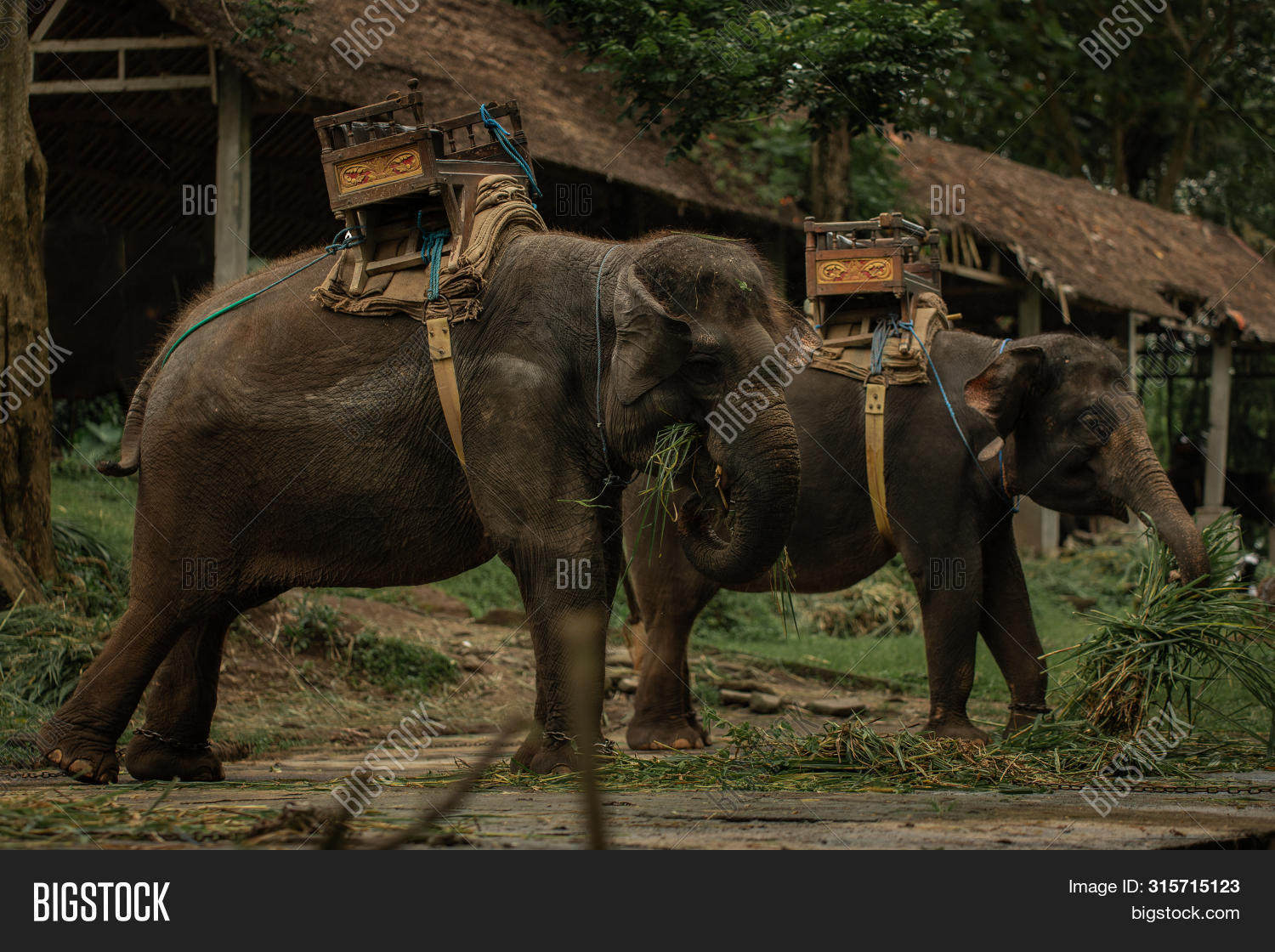 Herd Tame Elephants. Image & Photo (Free Trial) | Bigstock