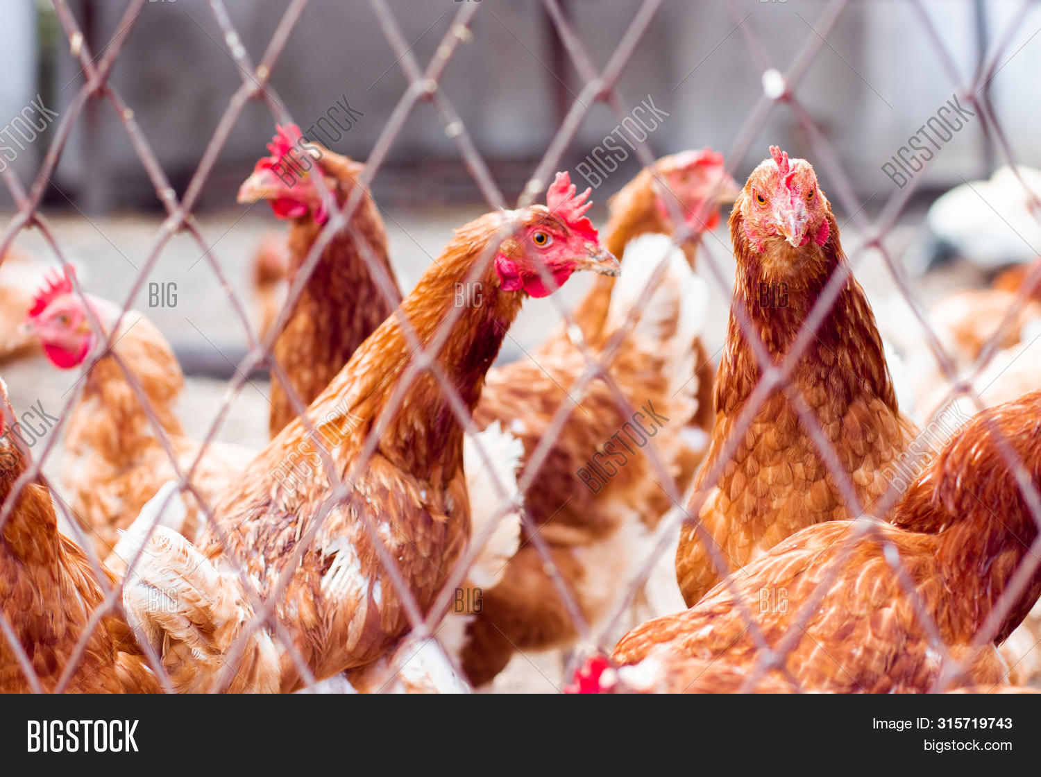 Farm Chicken. Living Image & Photo (Free Trial) | Bigstock
