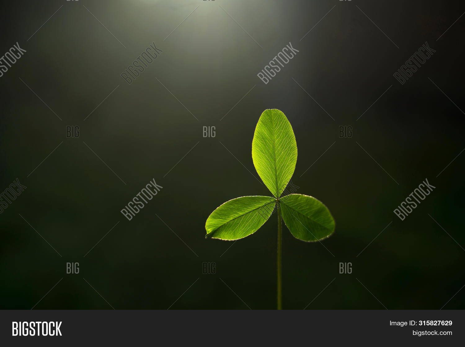 Shamrock Sun Image & Photo (Free Trial) | Bigstock