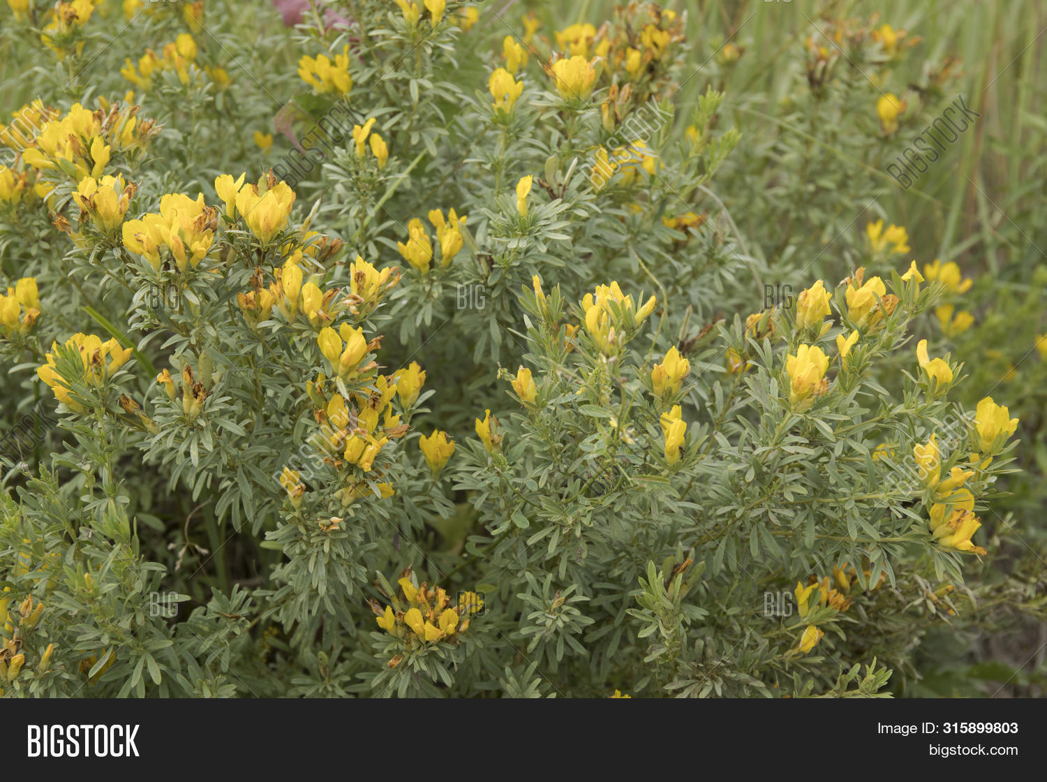 Yellow Broom Flowers, Image & Photo (Free Trial) | Bigstock