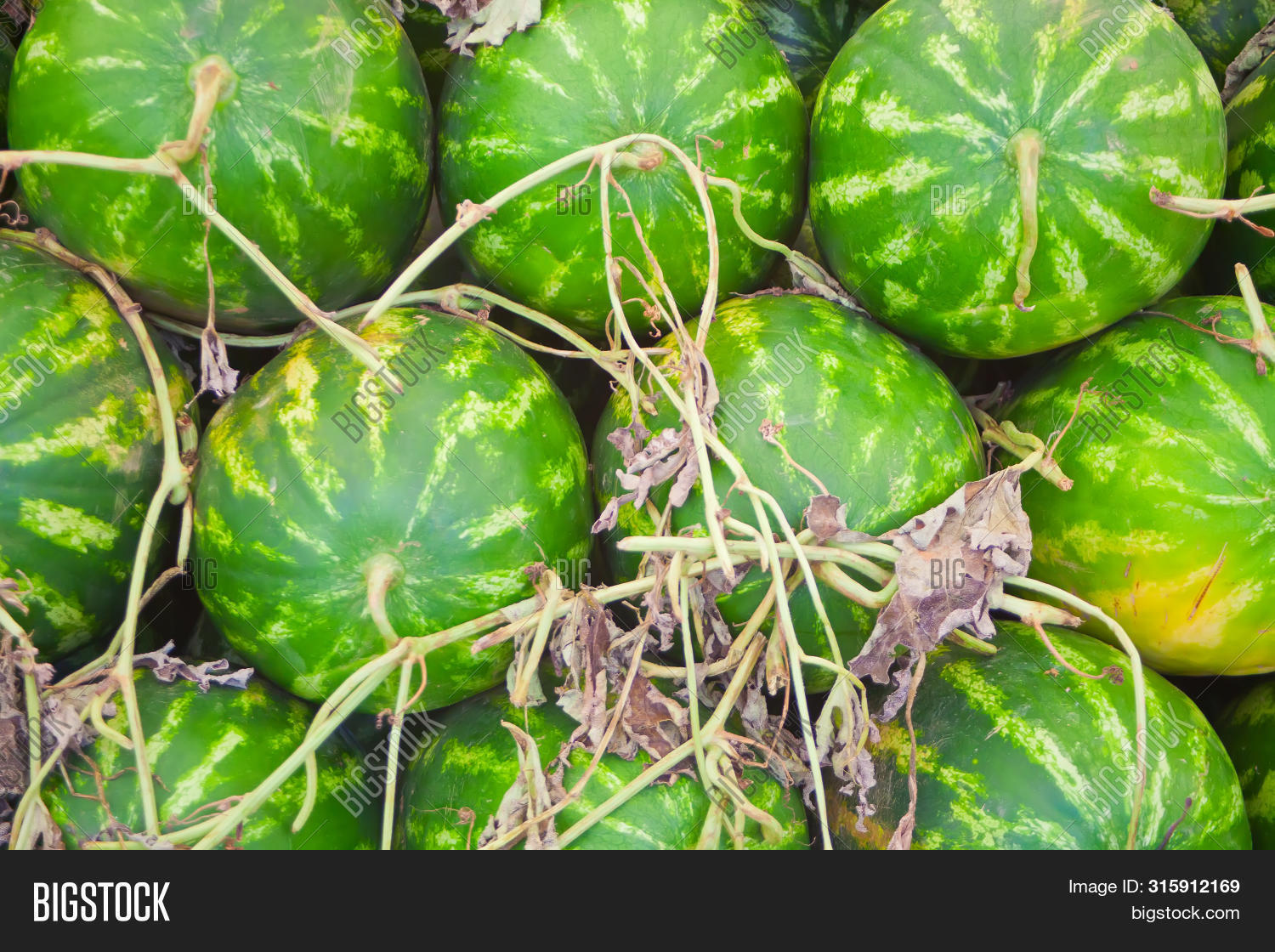 Many Watermelons On Image & Photo (Free Trial) | Bigstock