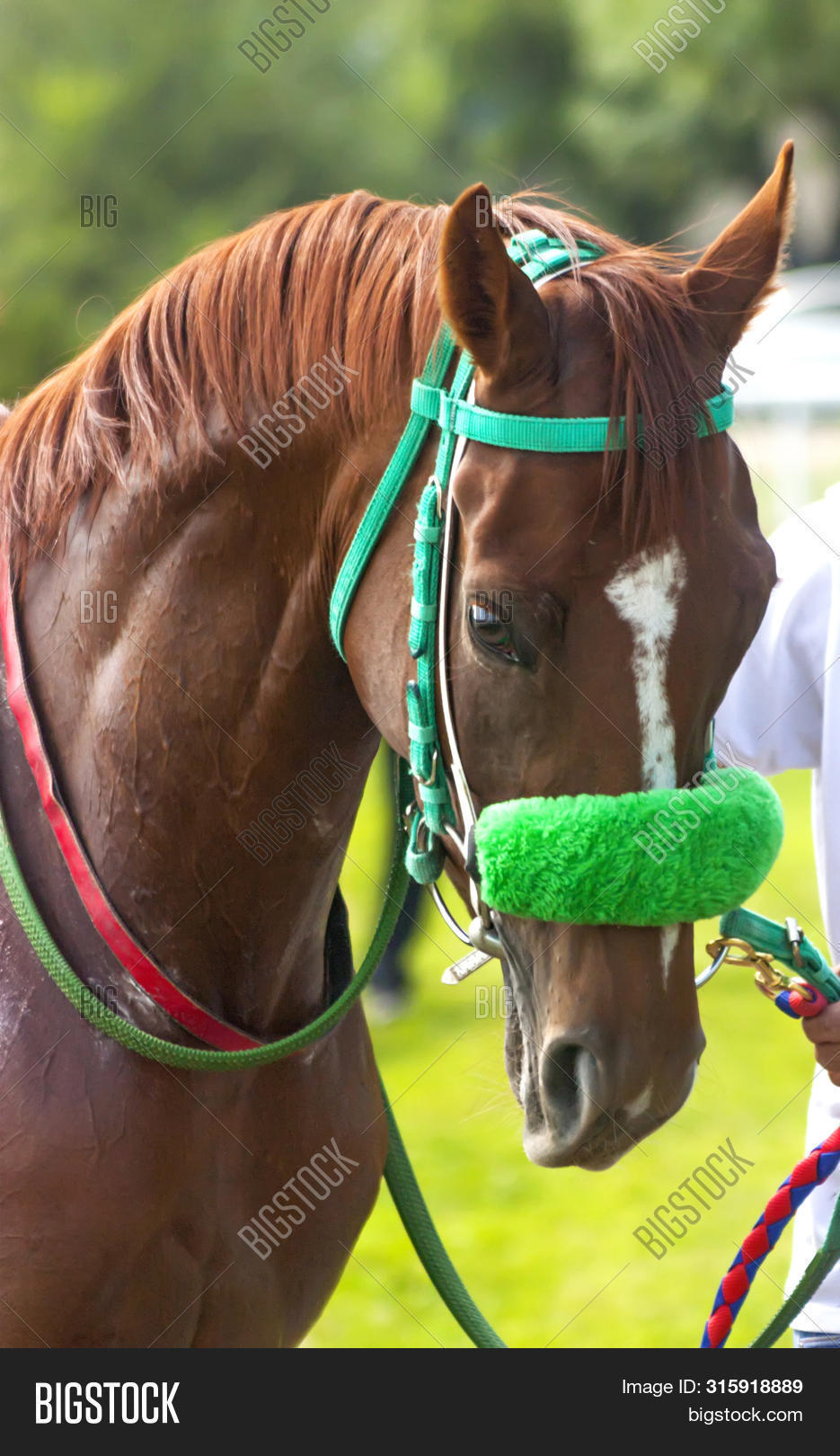 Young Red Color Mare Image & Photo (Free Trial) | Bigstock
