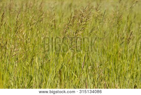 Steppe Grass Forms Image & Photo (Free Trial) | Bigstock