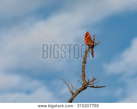 Red Male Cardinal On Image & Photo (Free Trial) | Bigstock