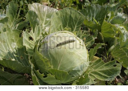 Worm On Cabbage Image & Photo (Free Trial) | Bigstock