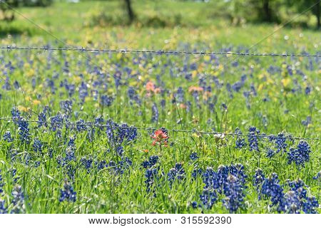 Bluebonnet Images, Illustrations & Vectors (Free) - Bigstock