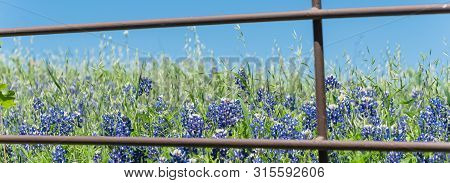 Bluebonnet Images, Illustrations & Vectors (Free) - Bigstock