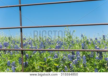 Bluebonnet Images, Illustrations & Vectors (Free) - Bigstock
