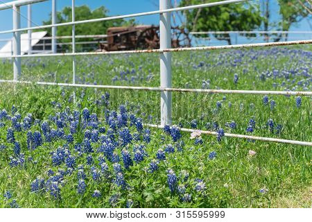 Bluebonnet Images, Illustrations & Vectors (Free) - Bigstock