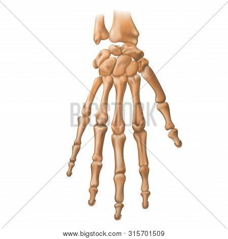 Bones Human Hand. Vector & Photo (Free Trial) | Bigstock