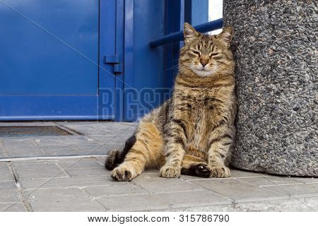 Fat Smug Cat Look Down Image & Photo (Free Trial) | Bigstock