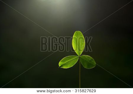 Shamrock Sun Image & Photo (Free Trial) | Bigstock