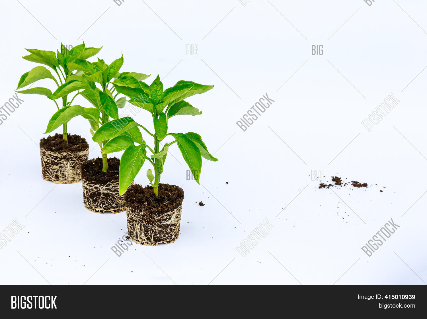 Bell Pepper Seedling Image & Photo (Free Trial) | Bigstock
