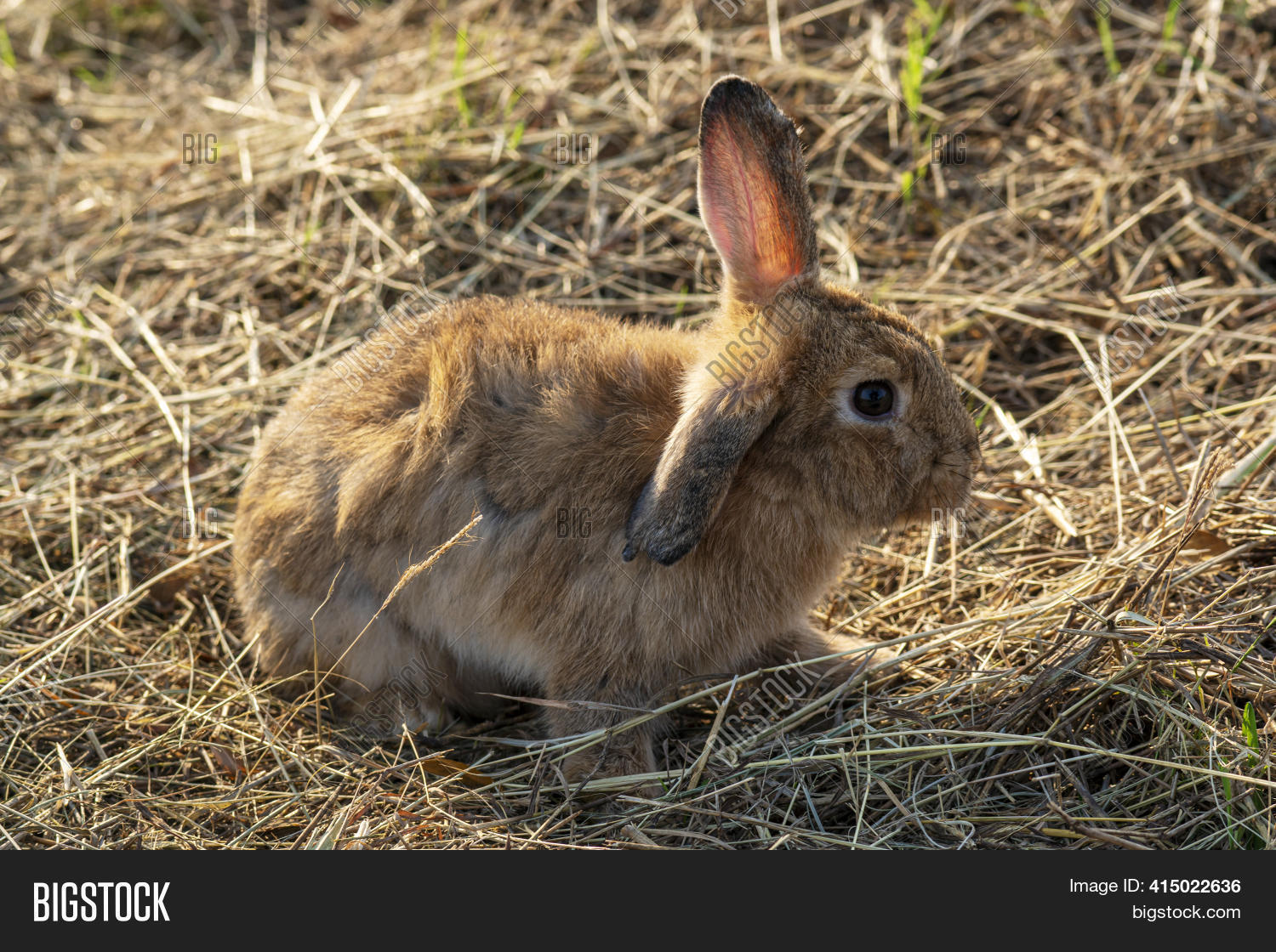 Fluffy Brown Bunny Image & Photo (Free Trial) | Bigstock