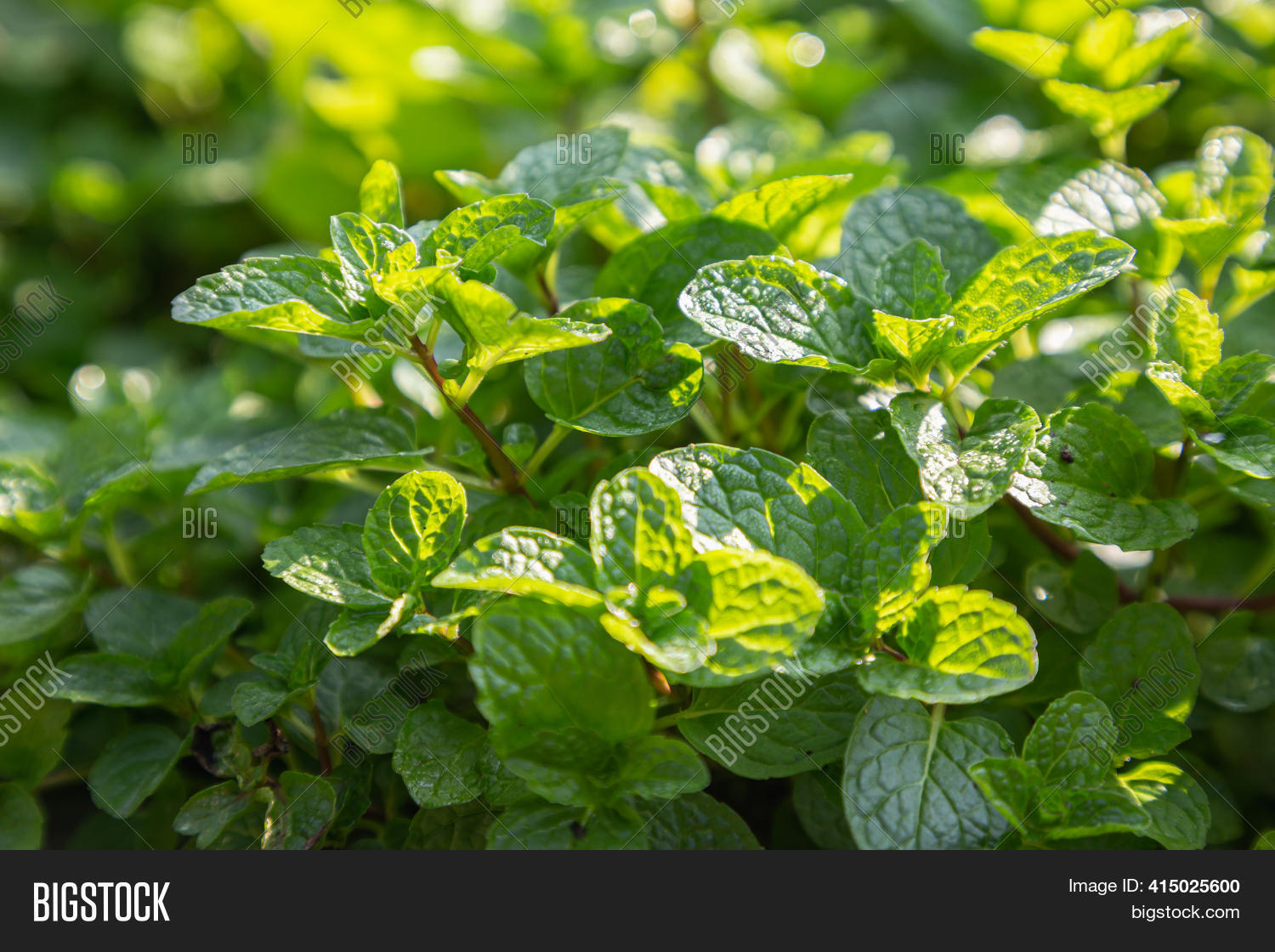 Fresh Peppermint Image & Photo (Free Trial) | Bigstock