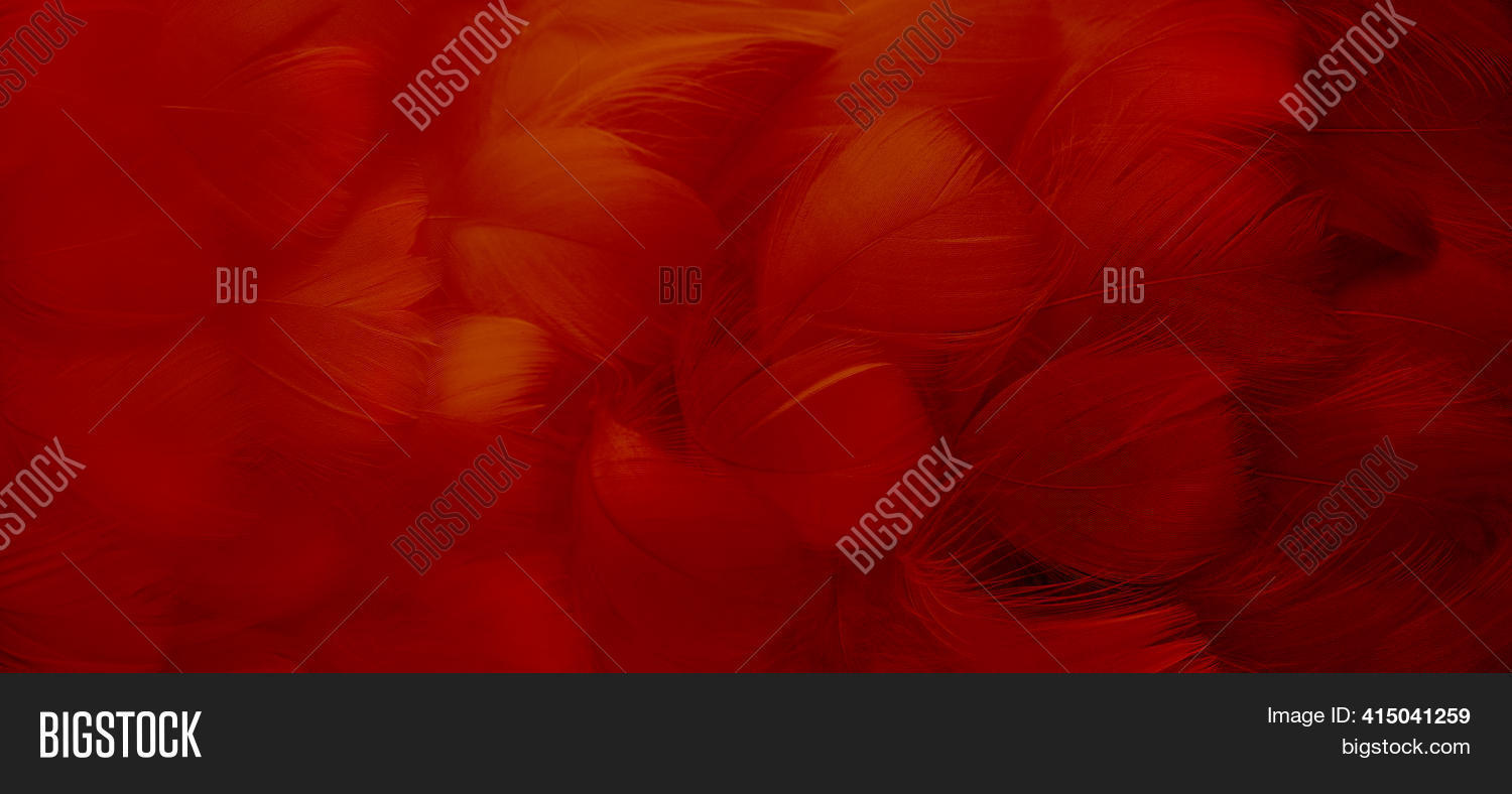 Bright Red Feather. Image & Photo (Free Trial) | Bigstock