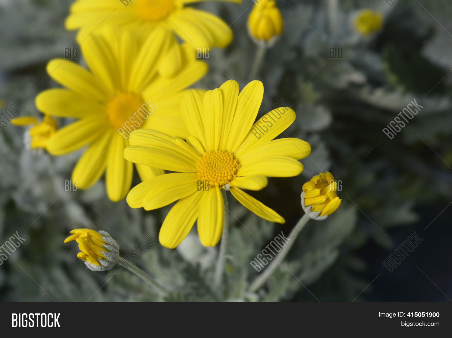 Gray-leaf Eurypos Image & Photo (Free Trial) | Bigstock