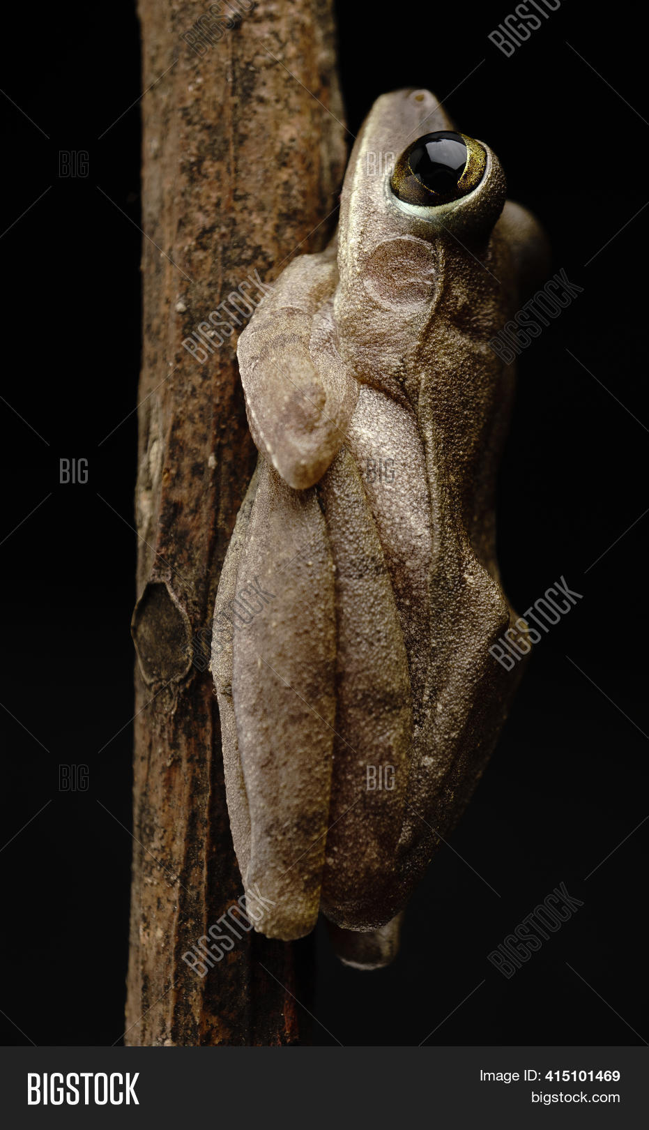 Brown Common Tree Frog Image & Photo (Free Trial) | Bigstock