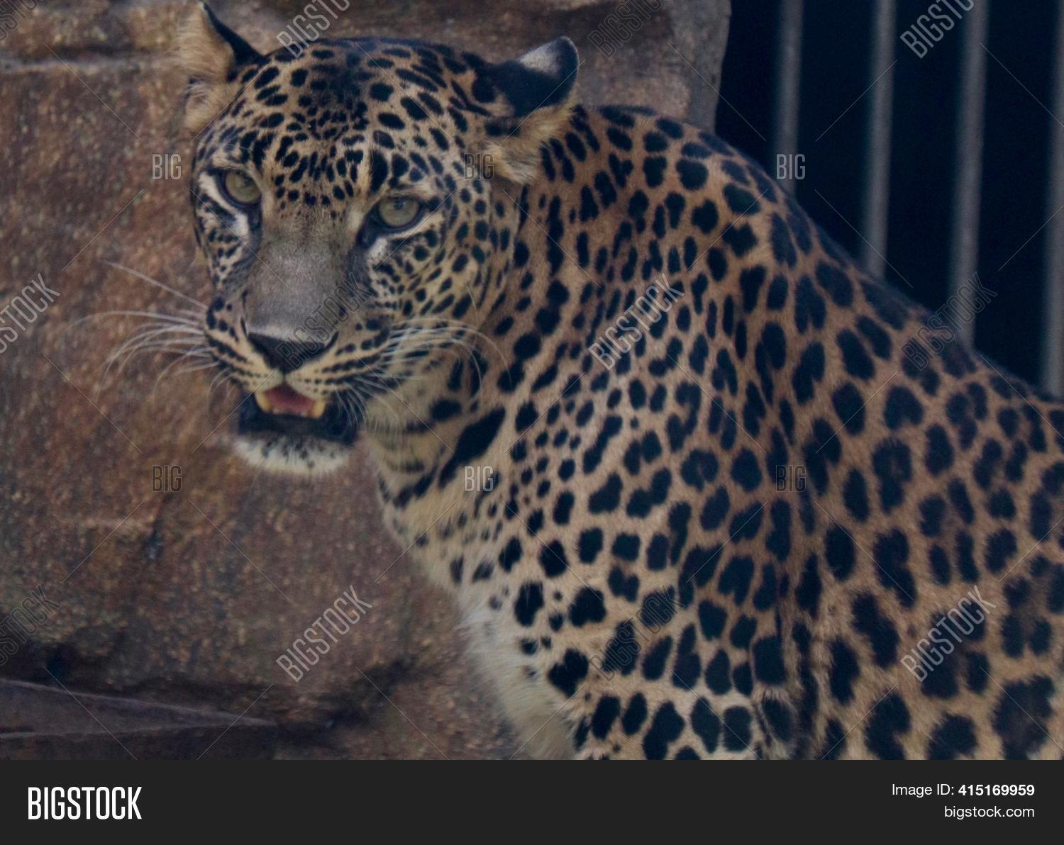 Indian Leopard Front Image & Photo (Free Trial) | Bigstock