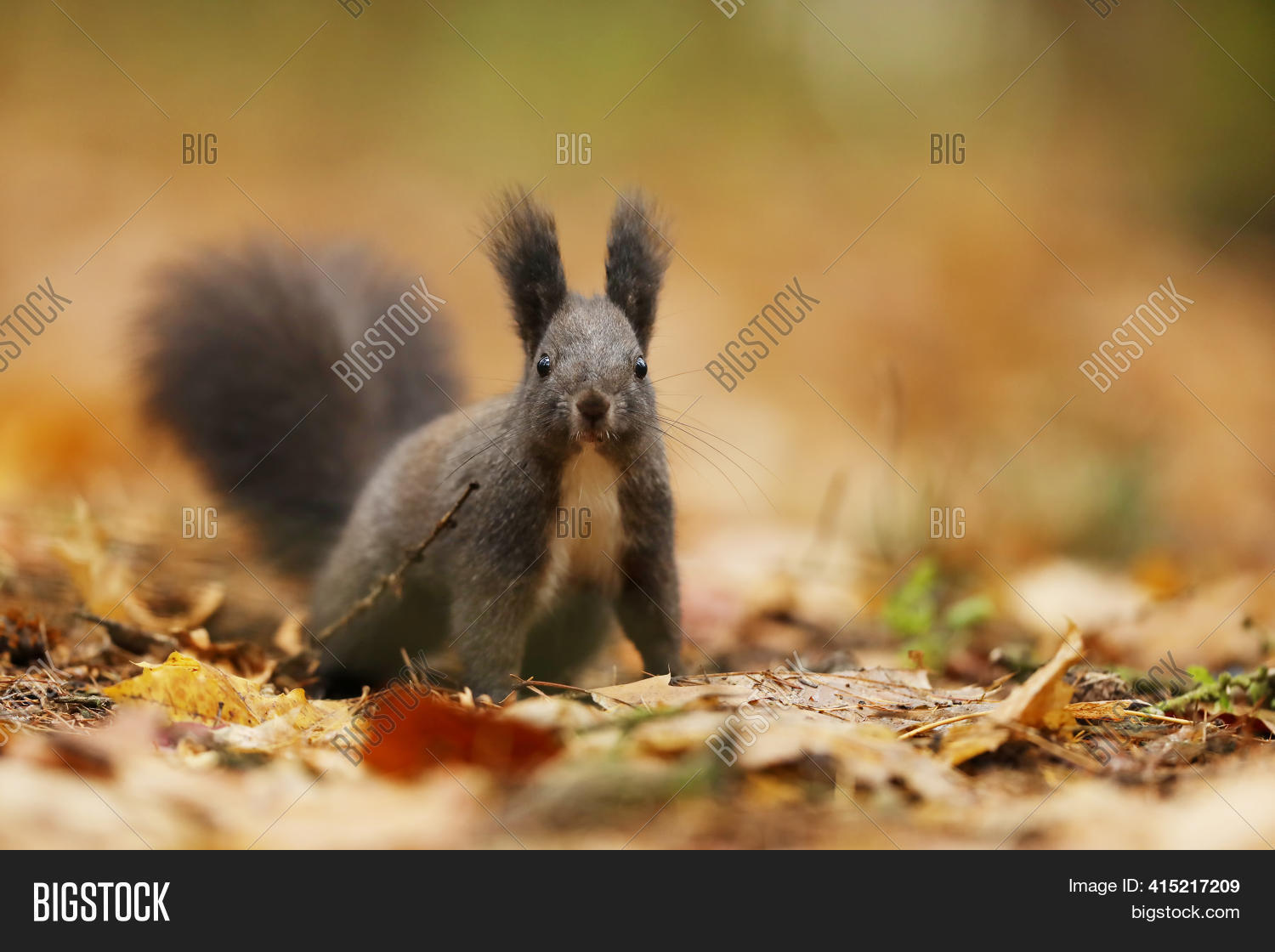 Red Squirrel Long Image & Photo (Free Trial) | Bigstock