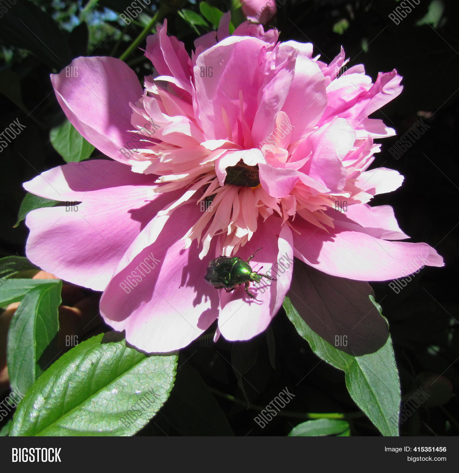 Large Flower Pink Image & Photo (Free Trial) | Bigstock