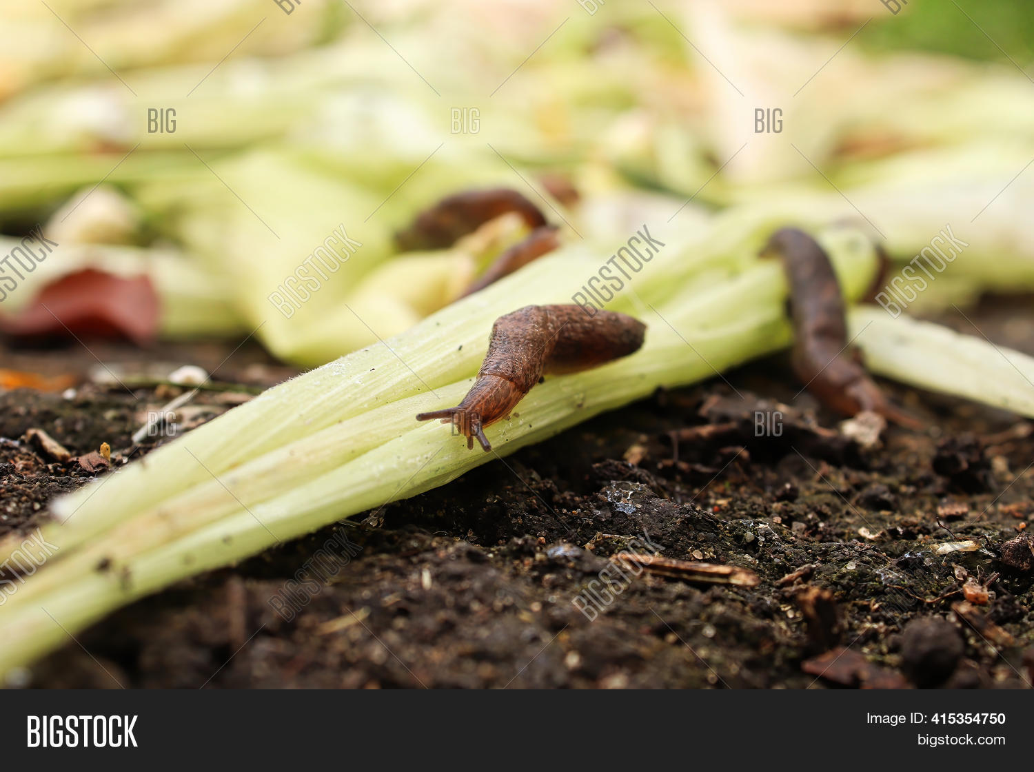 Slugs Crawling Over Image & Photo (Free Trial) | Bigstock