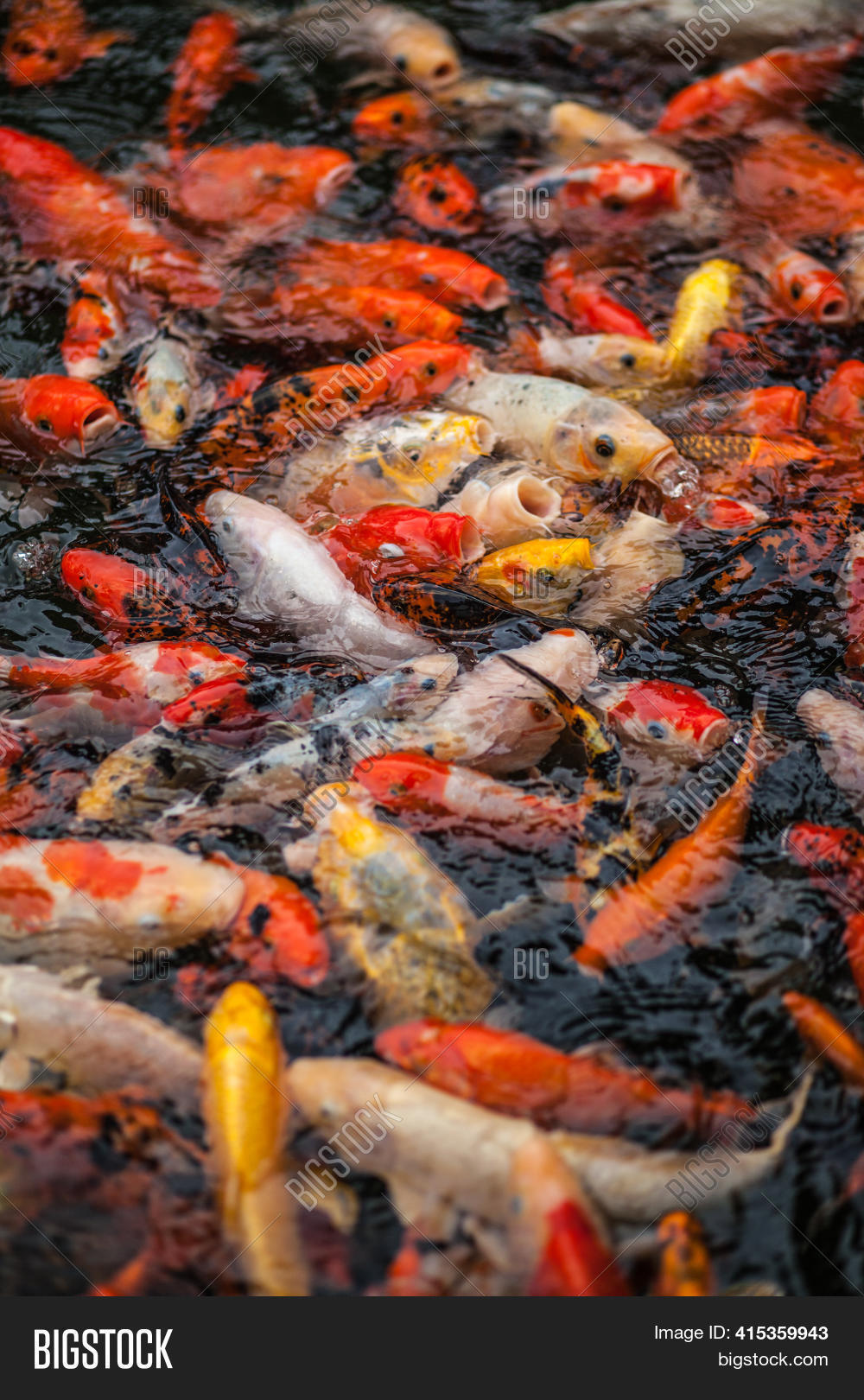 Fish Stick Their Head Image & Photo (Free Trial) | Bigstock