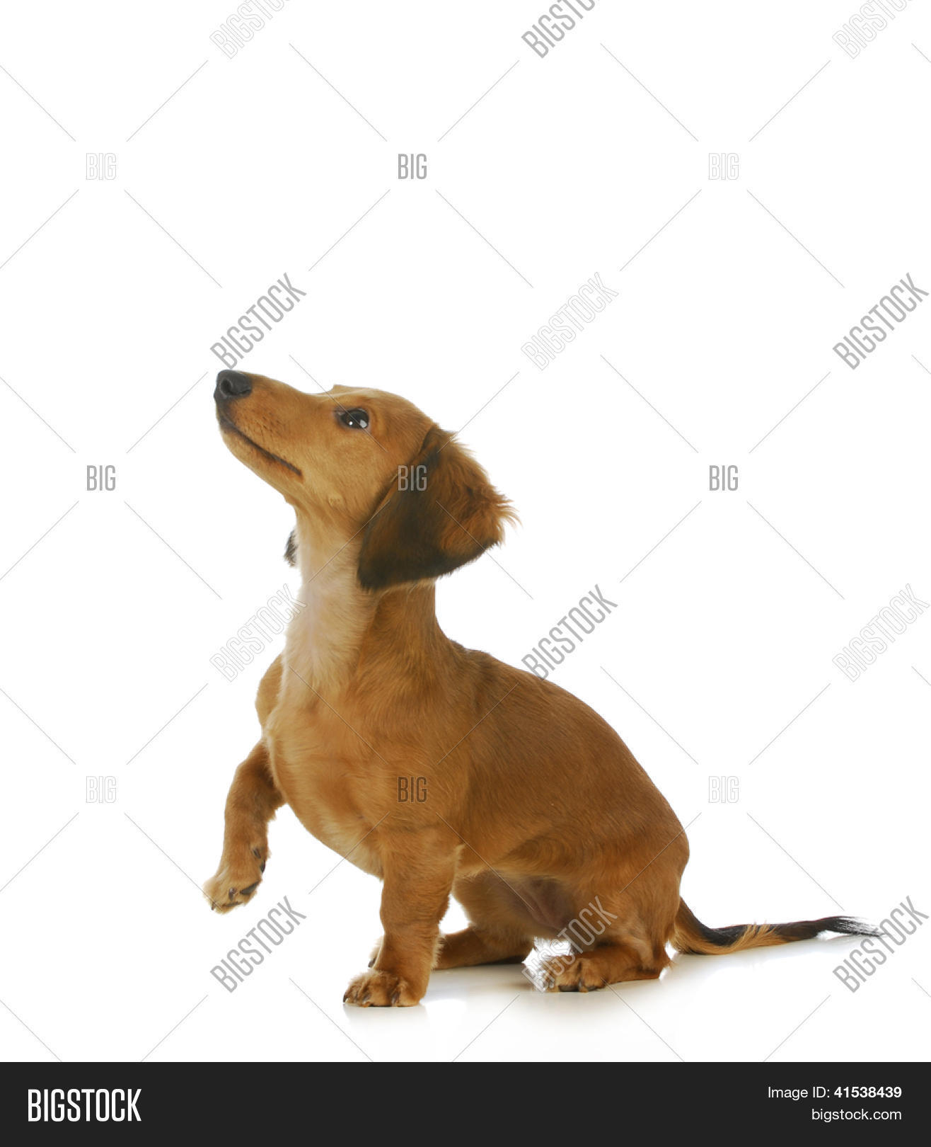 Dog Begging - Long Image & Photo (Free Trial) | Bigstock