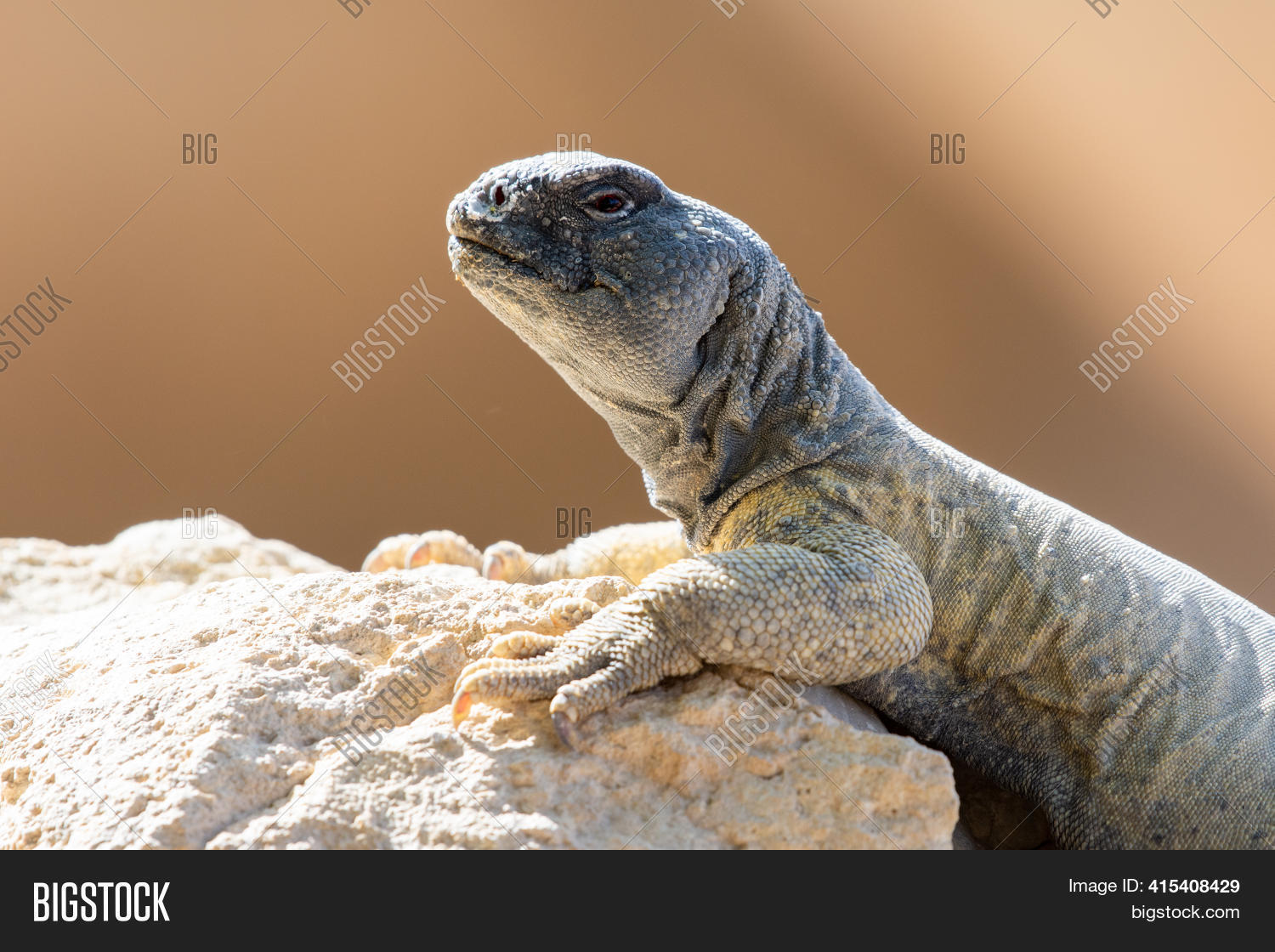 Green Leptien's Spiny Image & Photo (Free Trial) | Bigstock