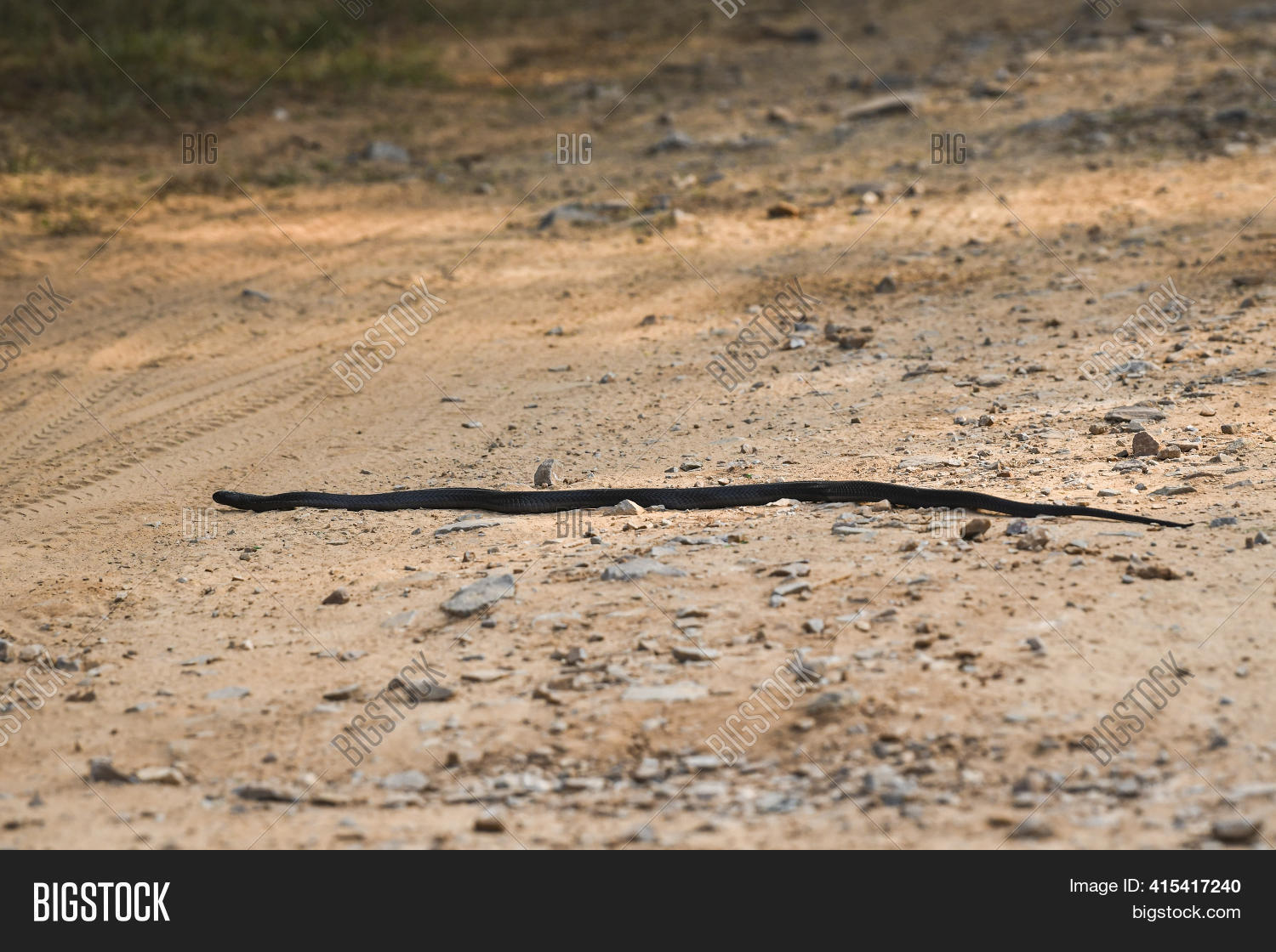 Indian Cobra Naja Naja Image & Photo (Free Trial) | Bigstock