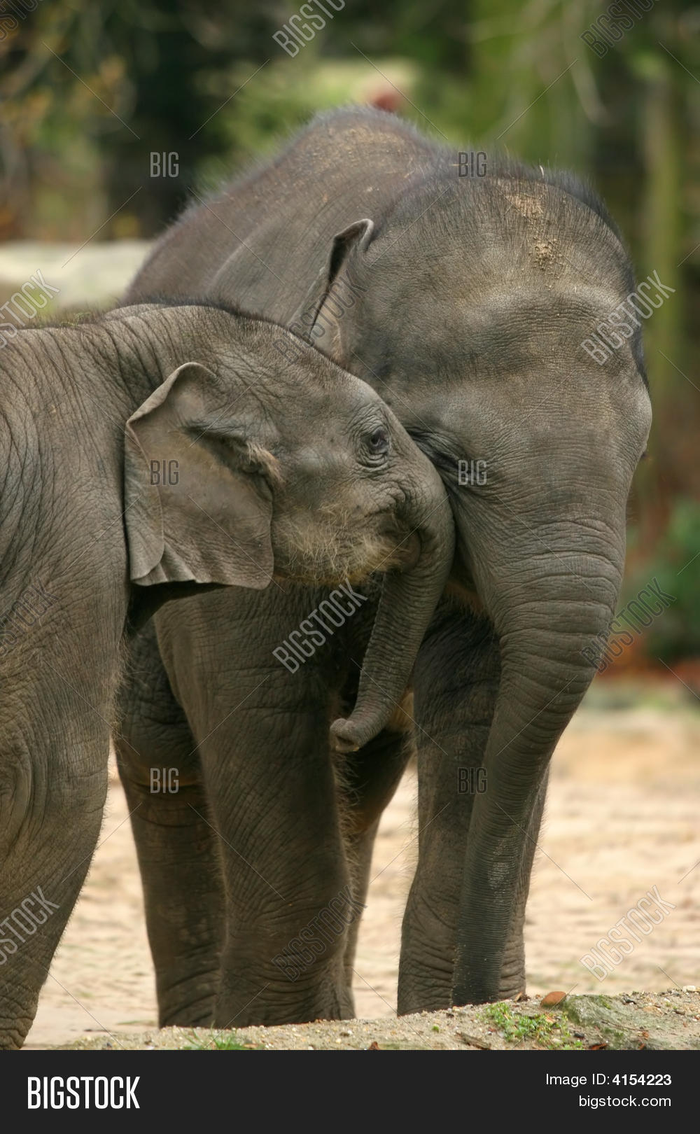 Two Baby Elephants Image & Photo (Free Trial) | Bigstock